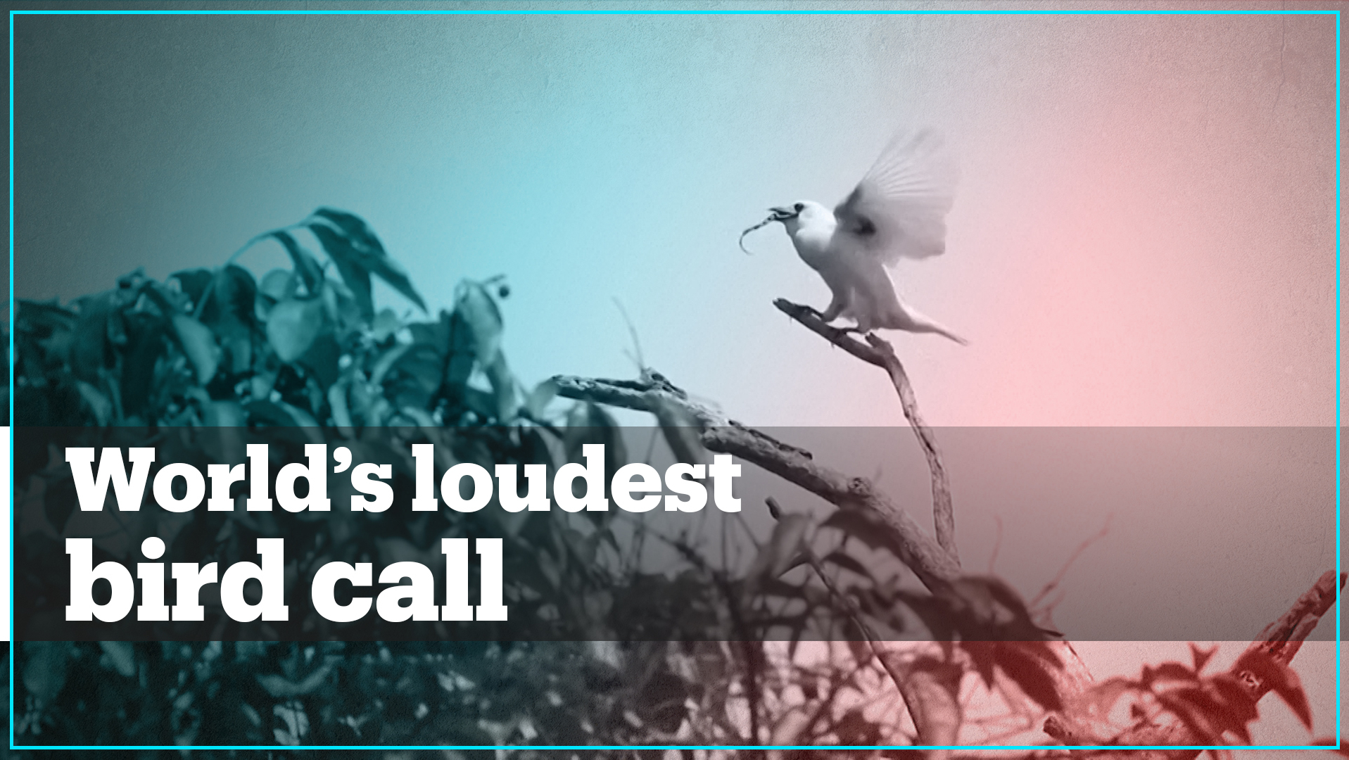 Listen to the loudest bird call ever recorded - TRT World