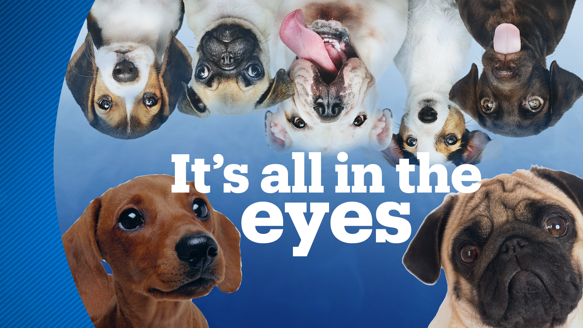 Dogs evolved ‘sad puppy eyes’ to make humans love them - TRT Global