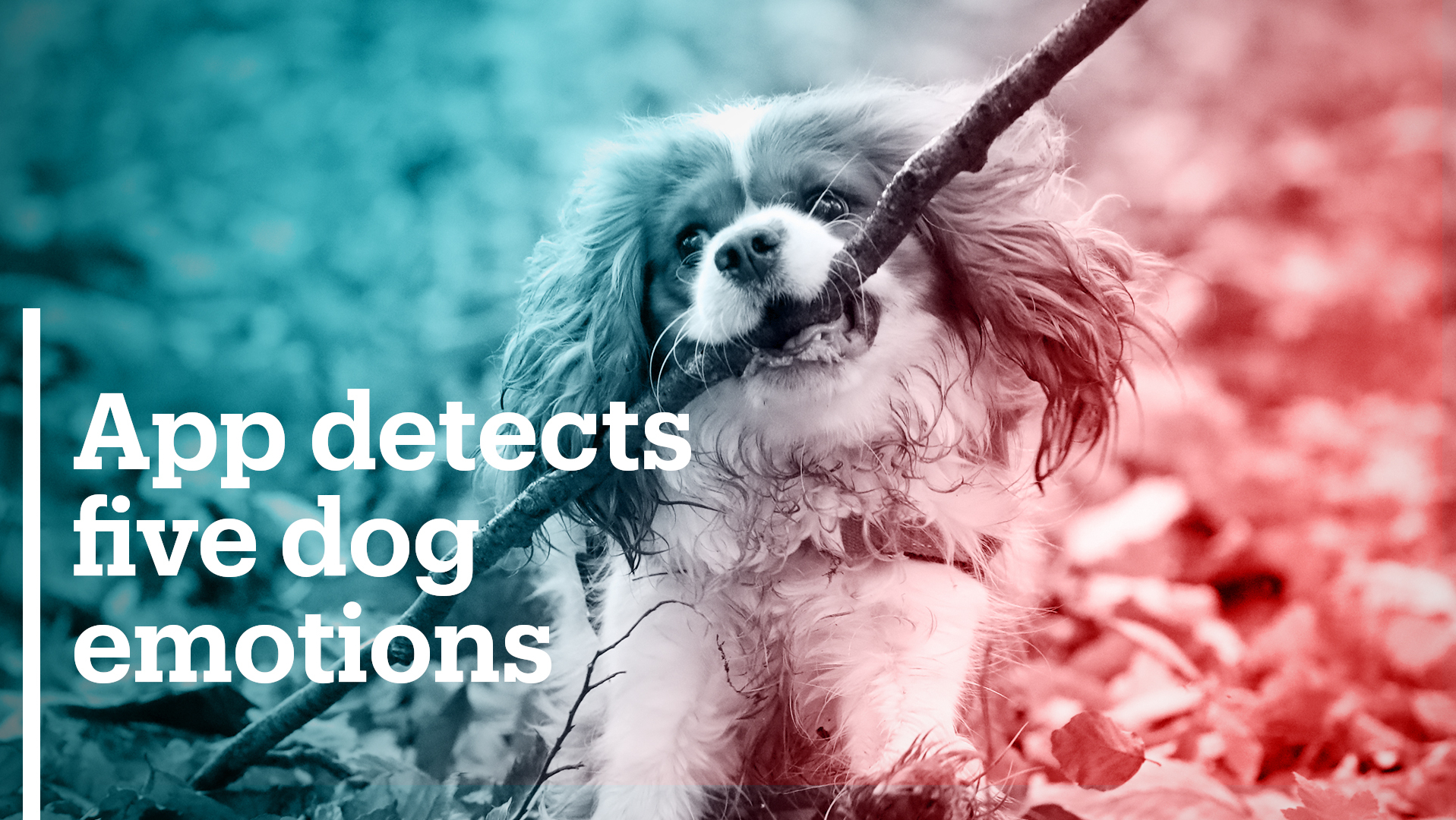 Korean company app detects five dog emotions - TRT Global