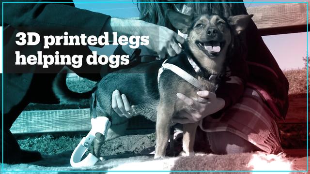 Veterinary student creates customised 3D printed prosthetics for dogs ...