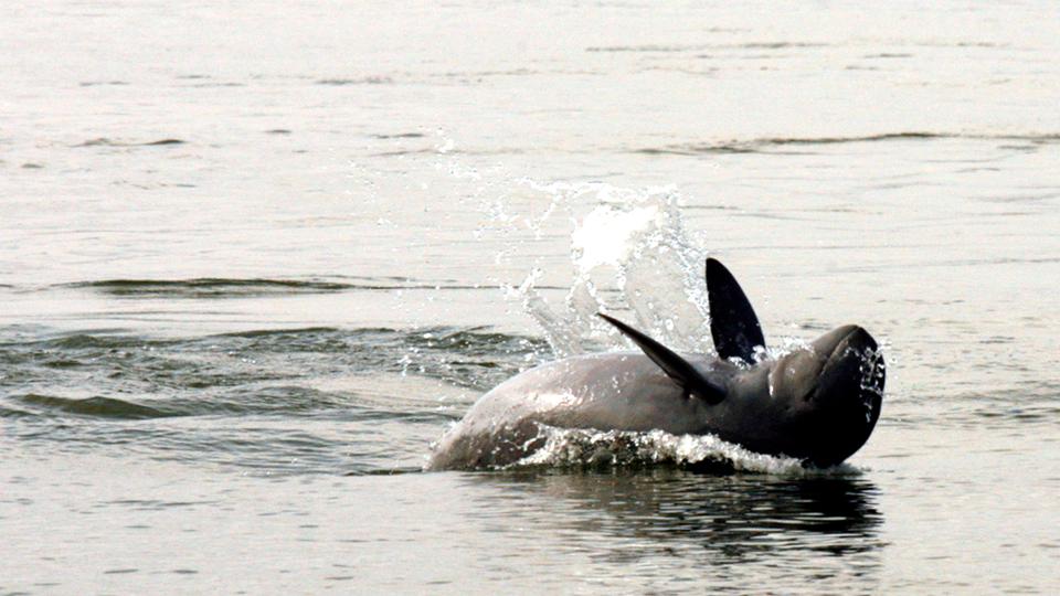Deaths of endangered dolphins in Cambodia alarm conservationists