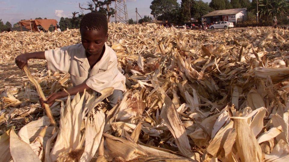 Toxic crops affect food supply in southern Africa