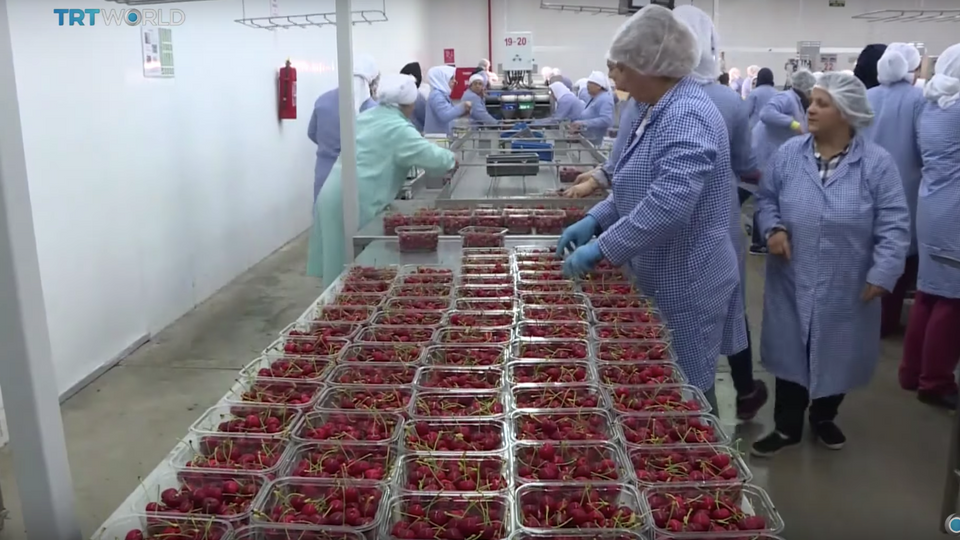 The cherry on top of Turkey's fruit exports