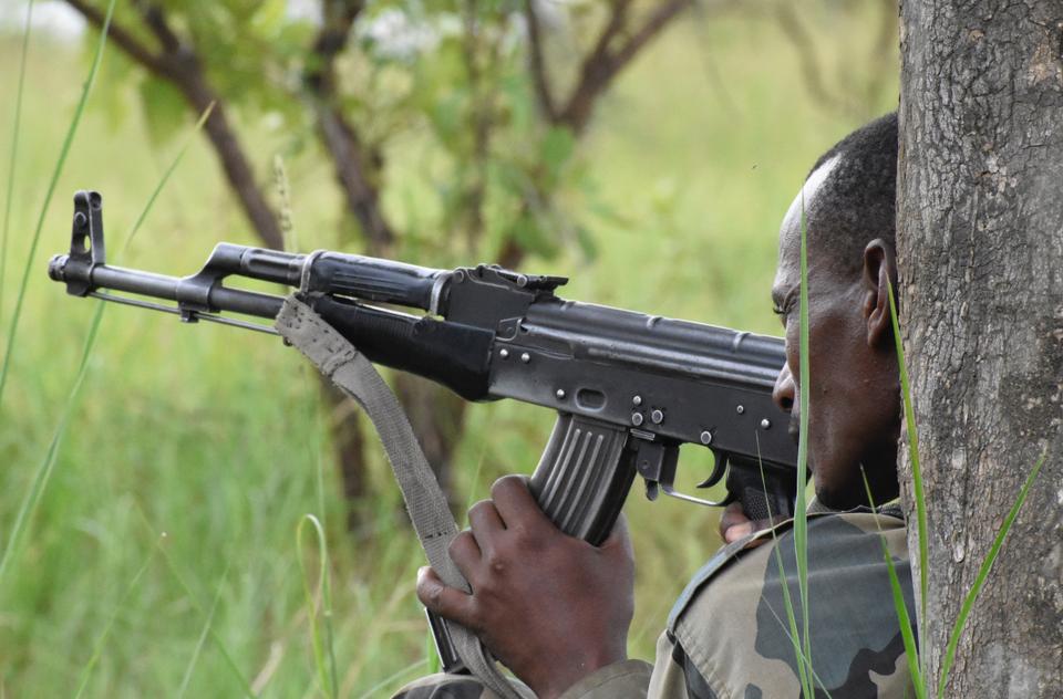 How the M23 advance threatens DR Congo’s endangered gorilla population